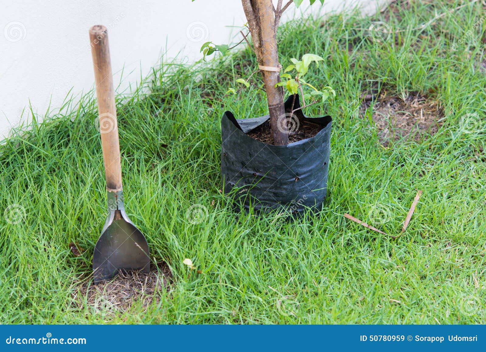 New life for plants a tree stock image. Image of life - 50780959