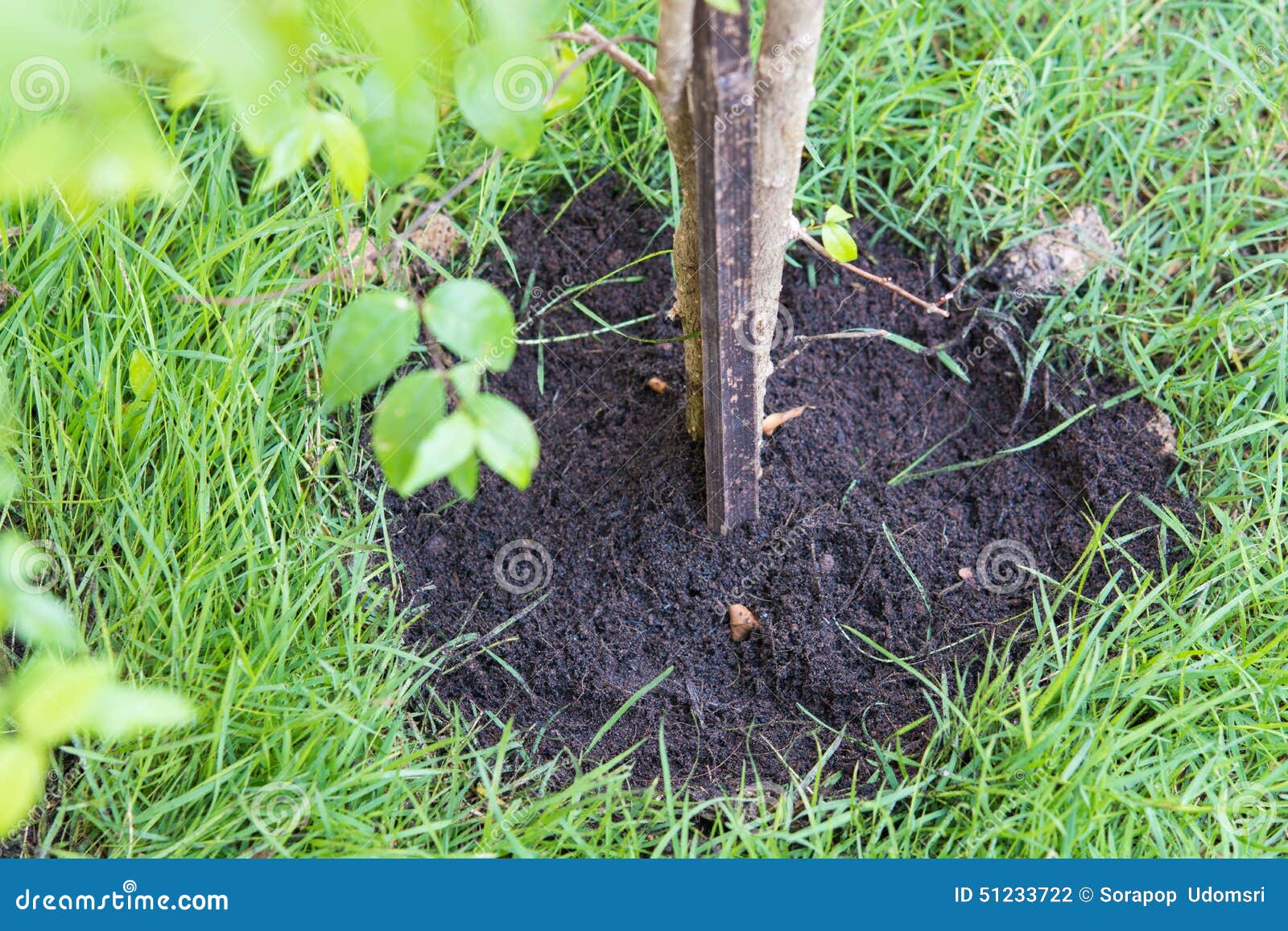 New life for plants a tree stock photo. Image of plant - 51233722