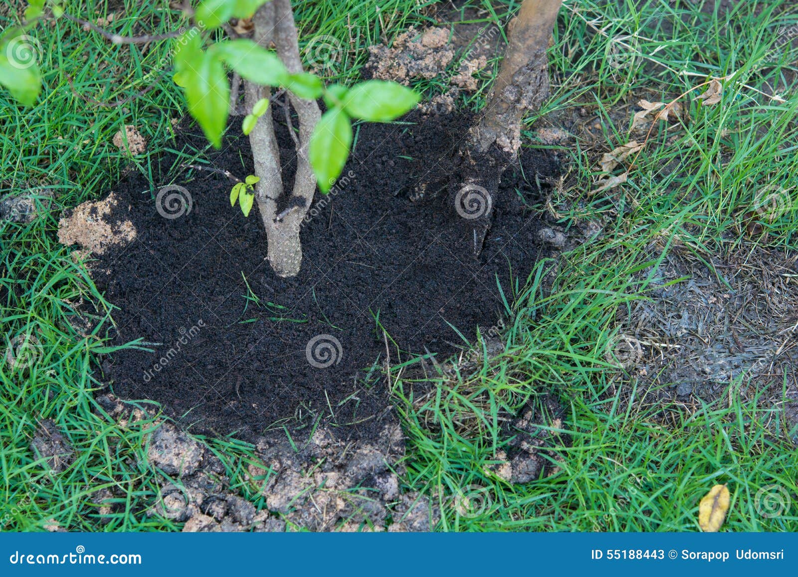 New life for plants a tree stock image. Image of field - 55188443