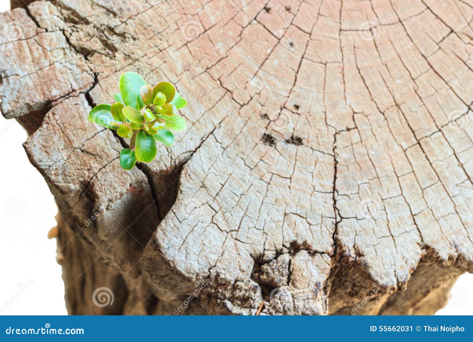 New Life Seedlings on Stump Stock Image - Image of stump, success: 55662031