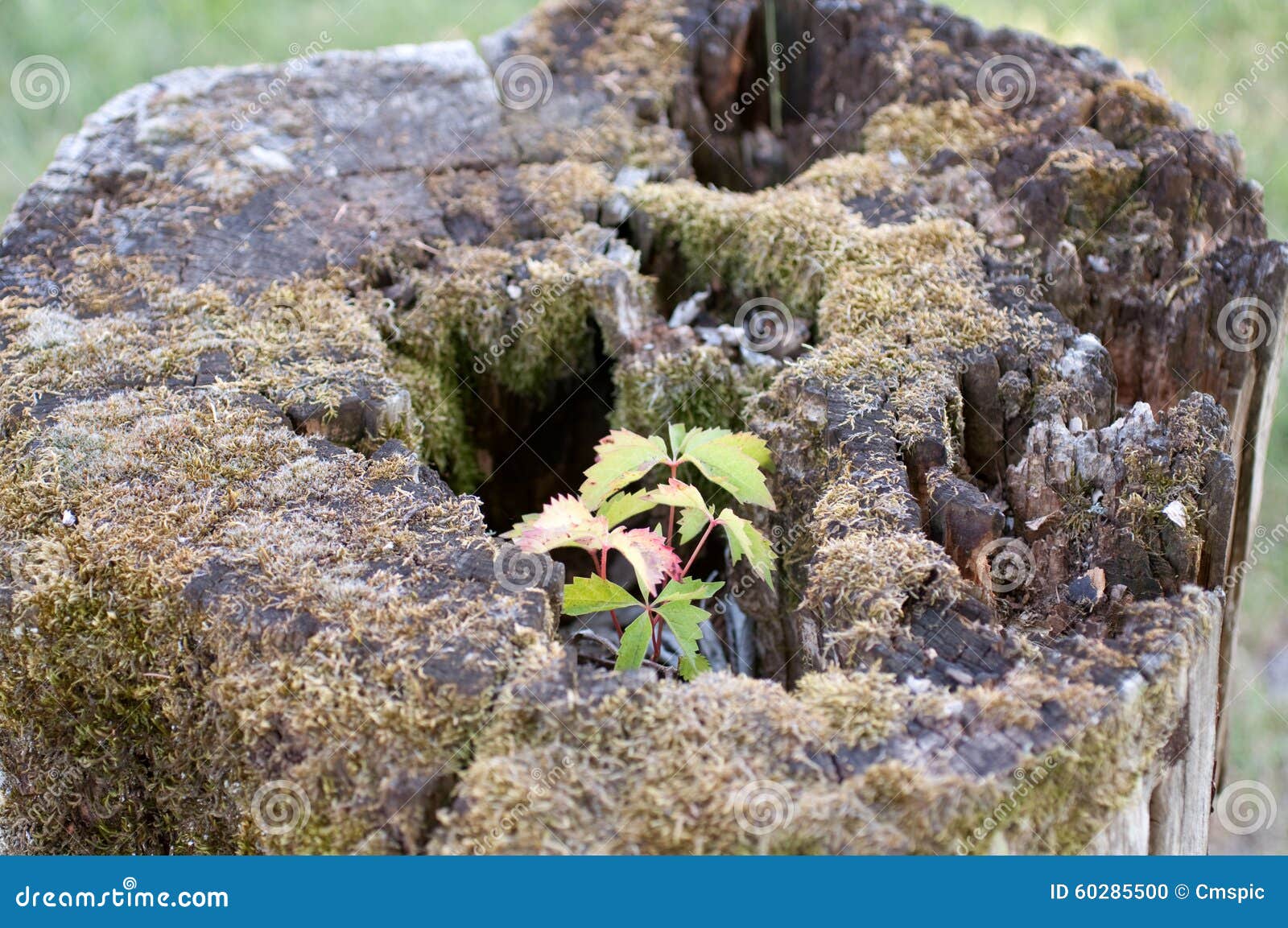 New life stock photo. Image of plant, seedling, life - 60285500