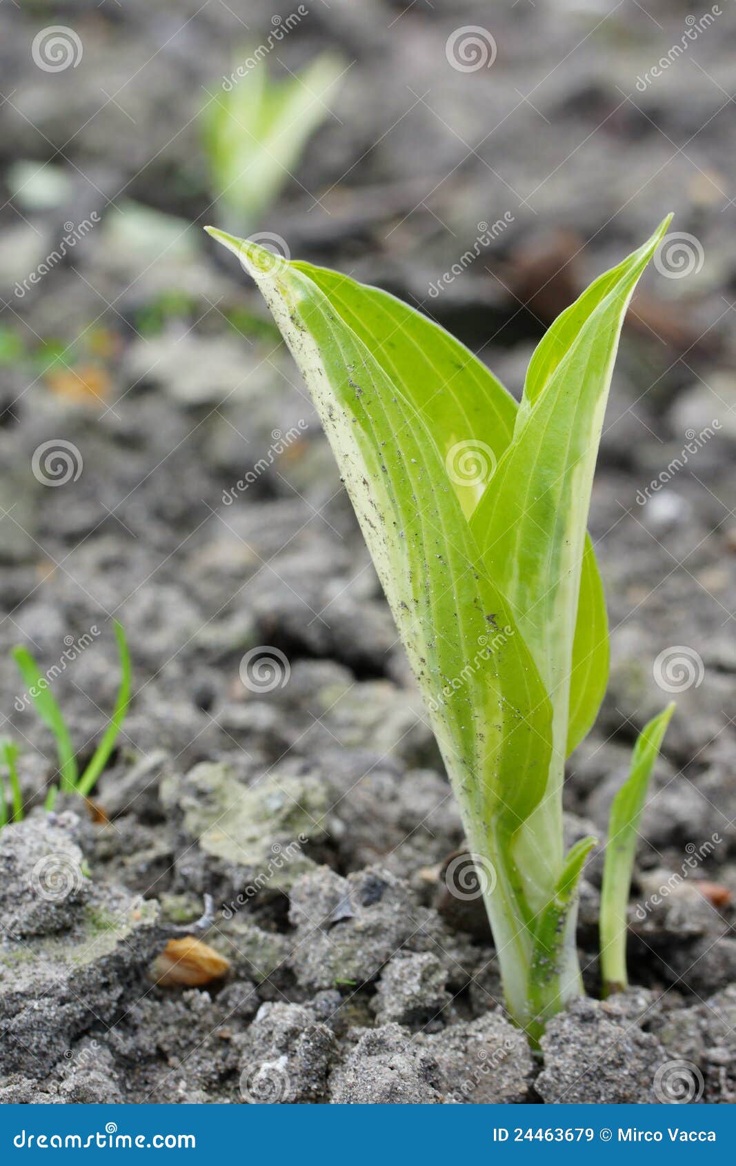 New life in the spring stock image. Image of floral, gardening - 24463679