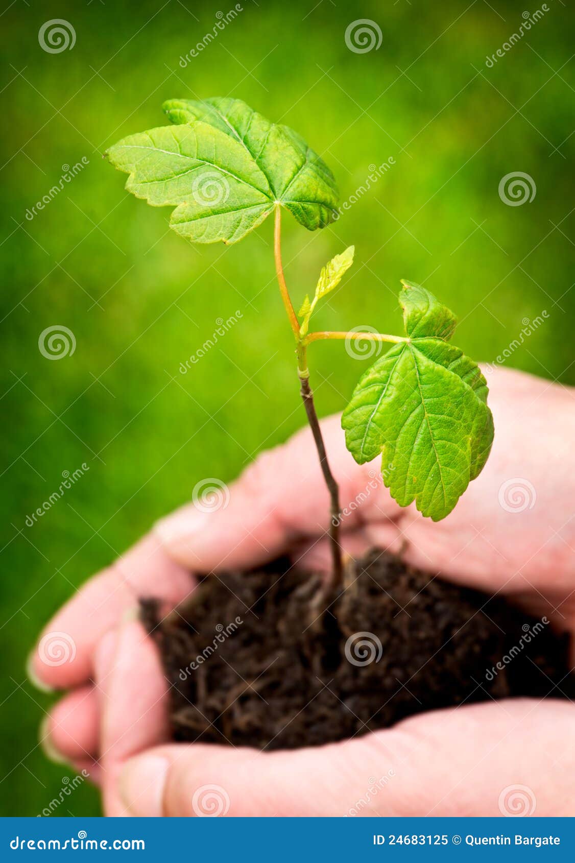 New Life in Spring stock image. Image of growth, beginnings - 24683125