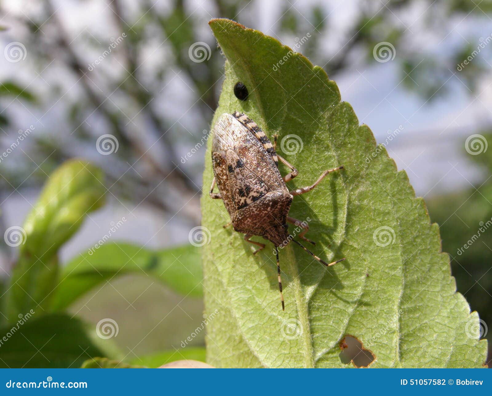 New life. spring. bug stock photo. Image of natural, engagement - 51057582