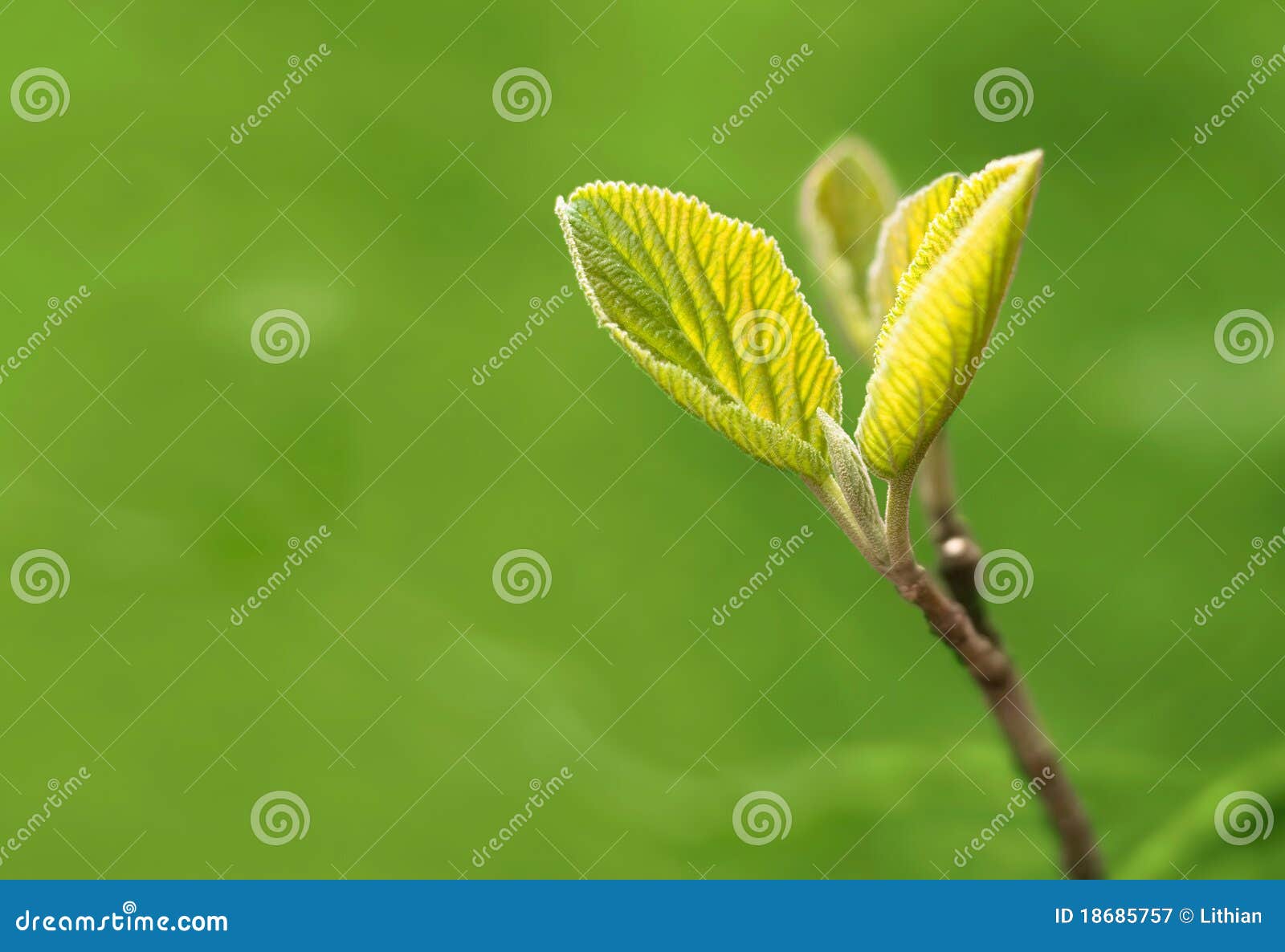 New Life, Spring Leaves from a Sprout Stock Image - Image of growth ...