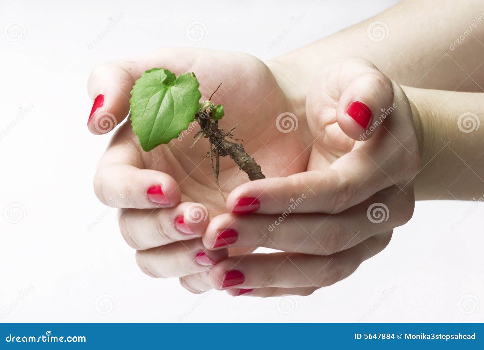 New life - spring time! stock photo. Image of plant, easter - 5647884
