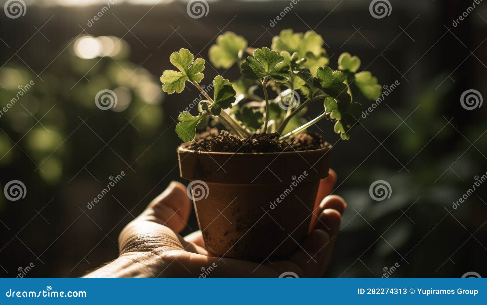 New Life Sprouts from Organic Seedling, Held by Human Hand Generated by ...