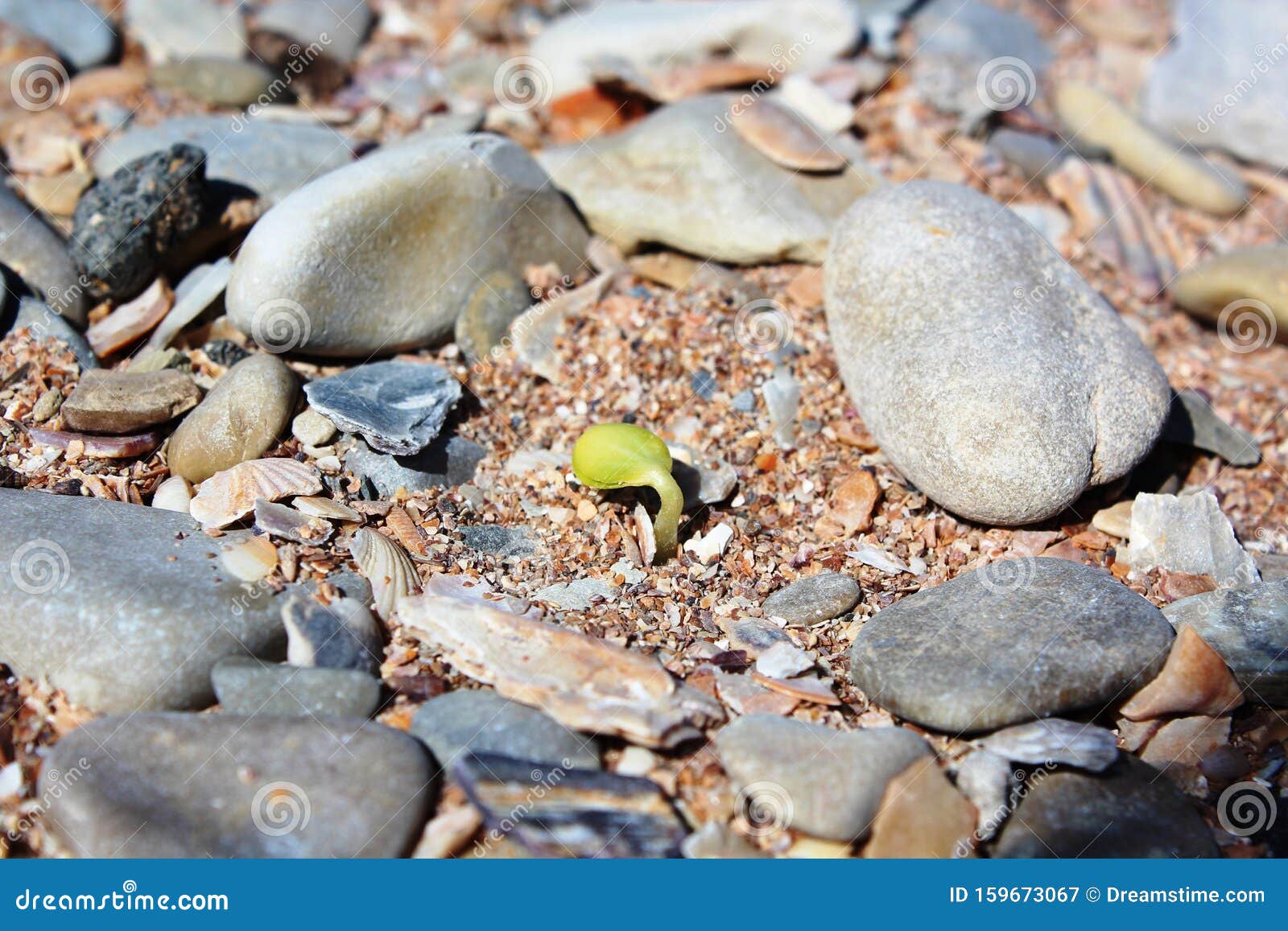 New life among the stones stock image. Image of fetus - 159673067
