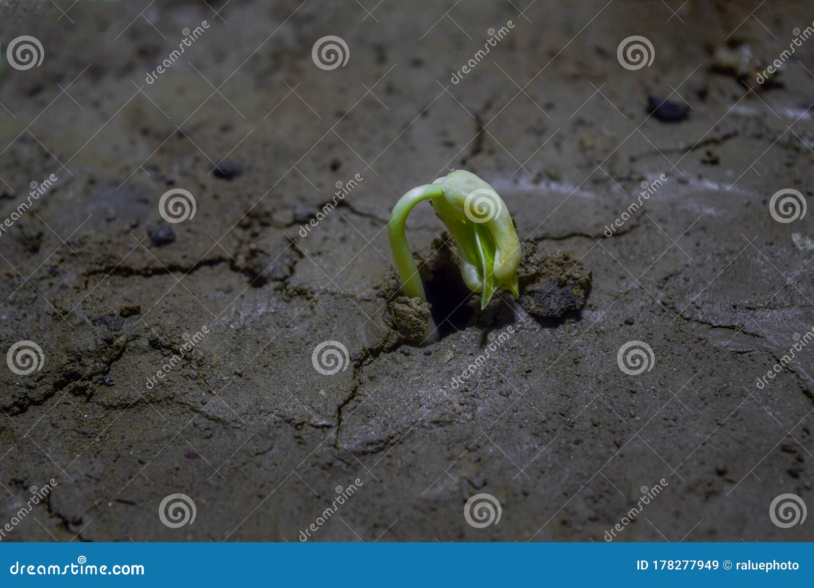 New Life of Tree by Germination of Seedlings Stock Image - Image of ...