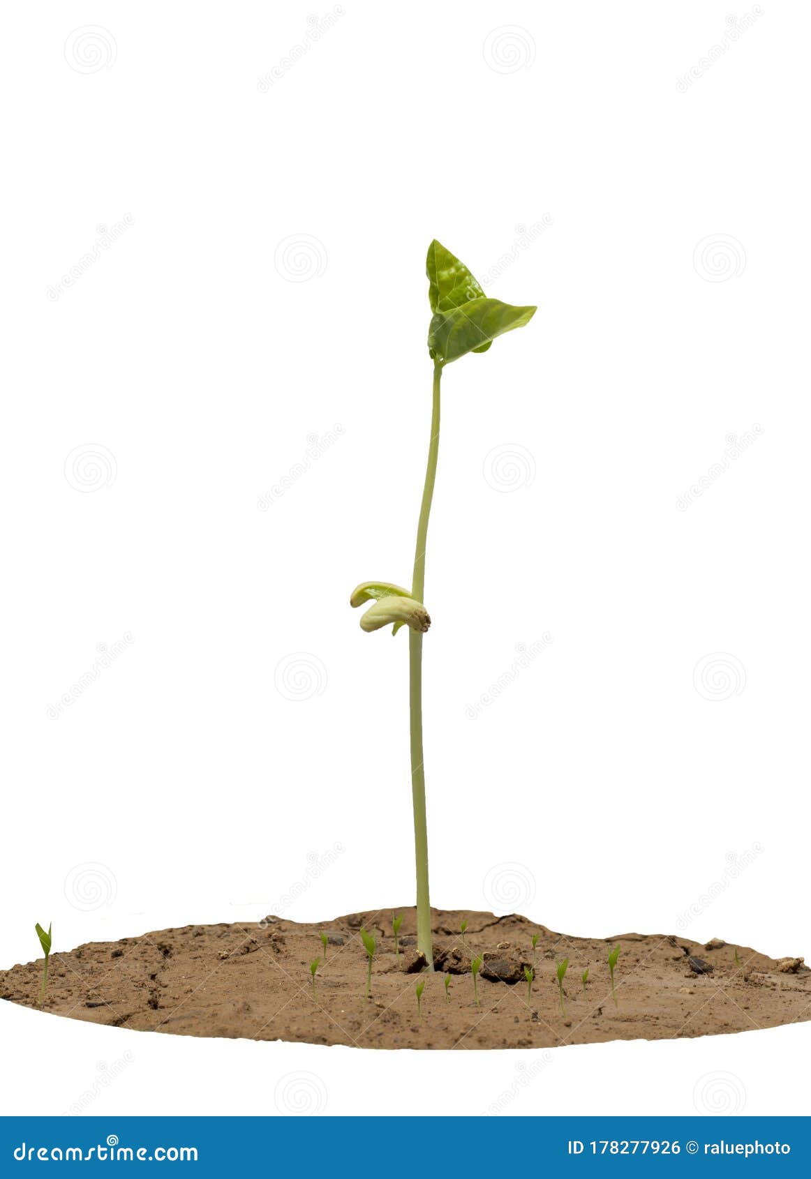New Life of Tree by Germination of Seedlings on a White Background ...