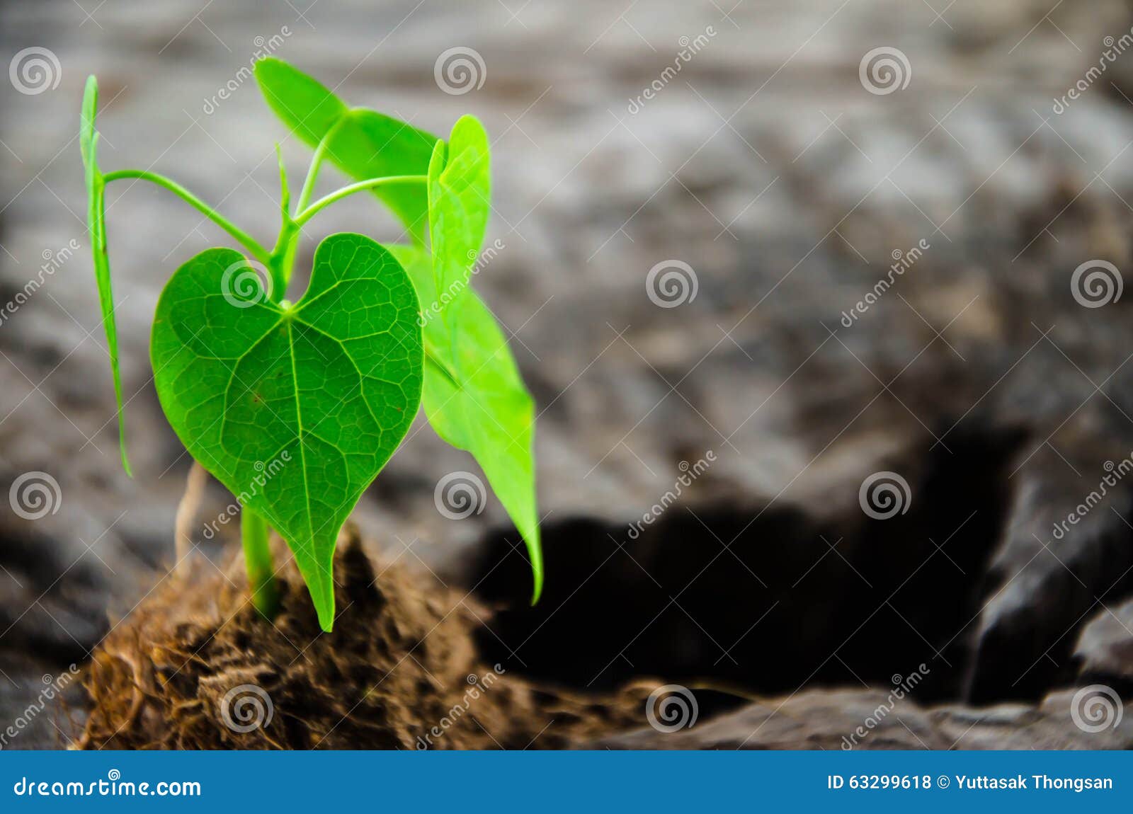 New life tree stock photo. Image of concept, field, closeup - 63299618