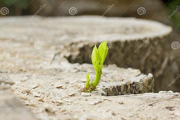 New life of Tree stock image. Image of botany, plant - 49508313