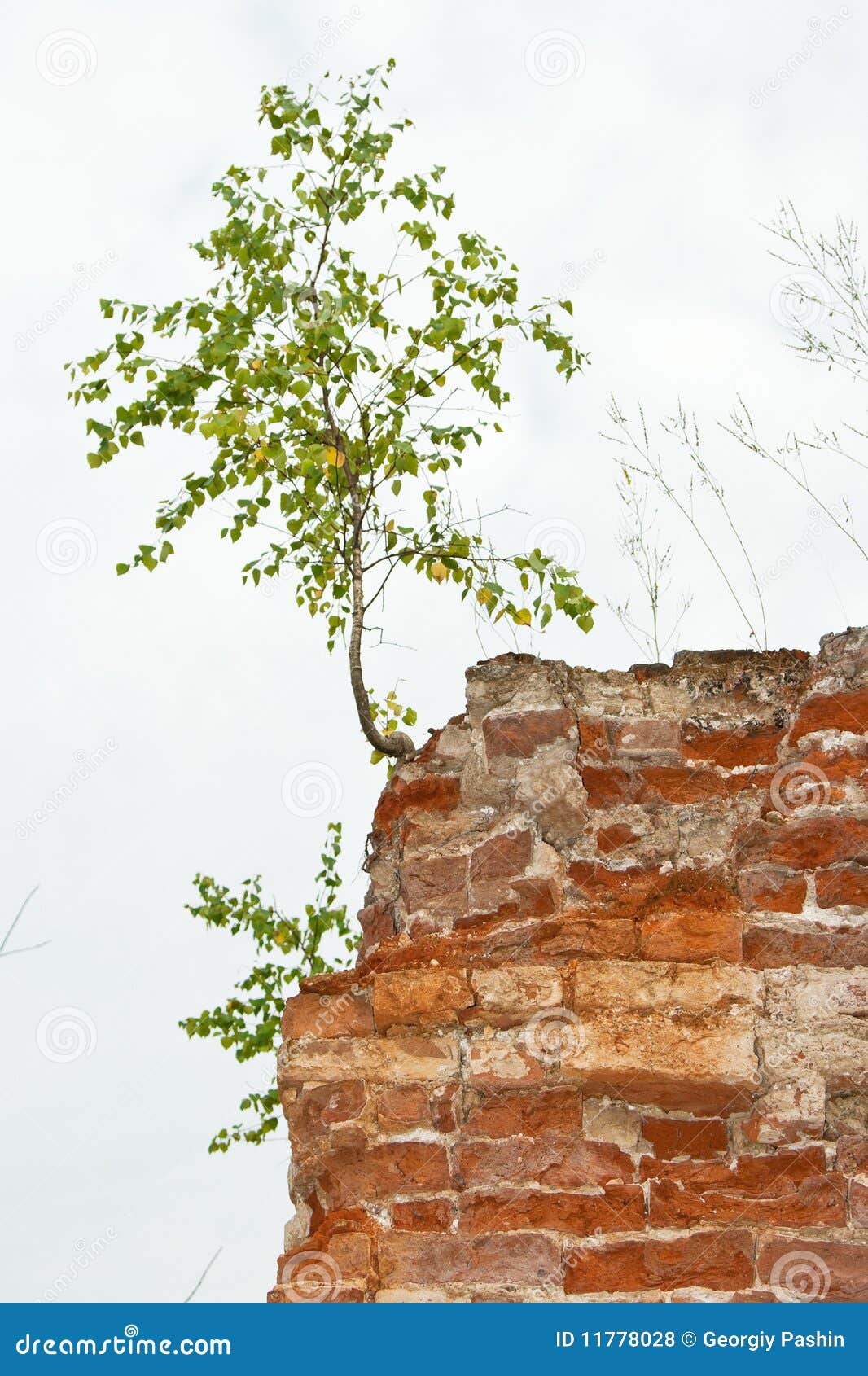 New Life/tree Grows from a Stone Stock Photo - Image of stone, plant ...