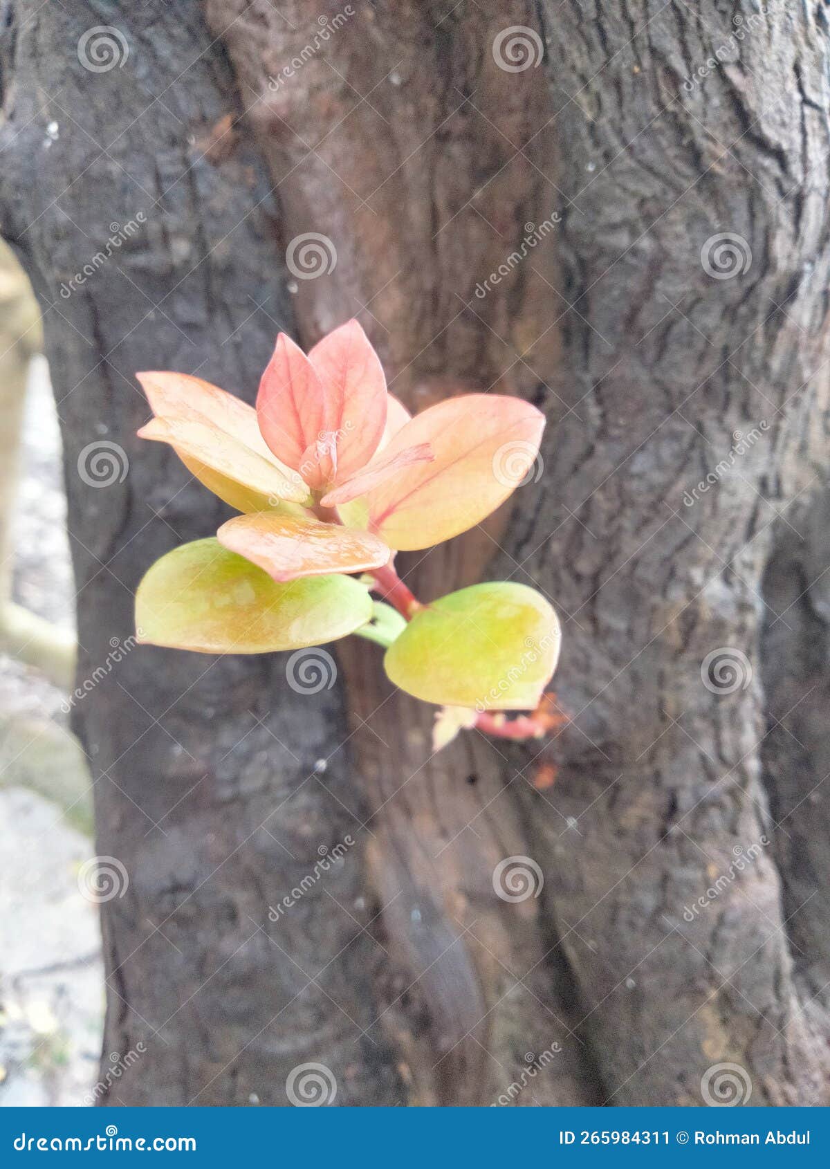 New Life of Tree in the Mountains Stock Image - Image of tree, nature ...