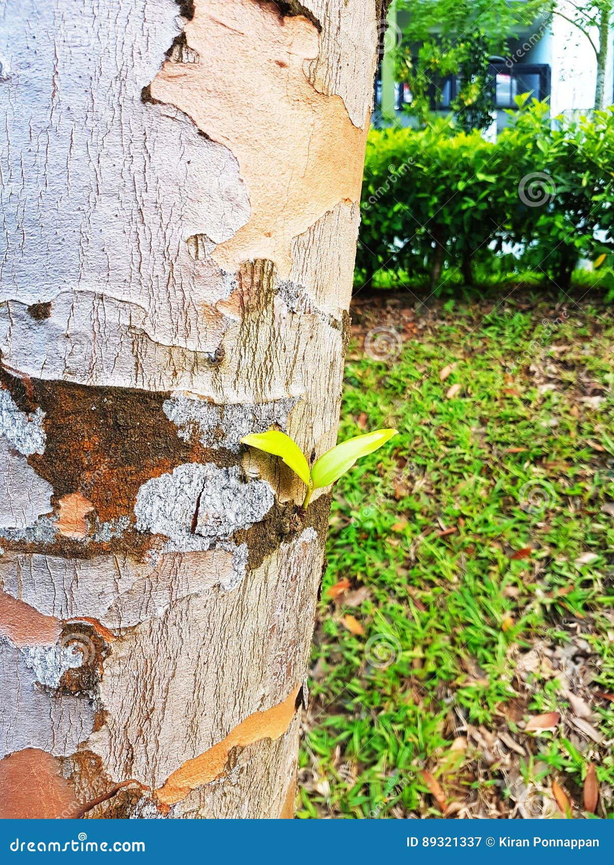New Life of a Tree stock image. Image of tree, starying - 89321337
