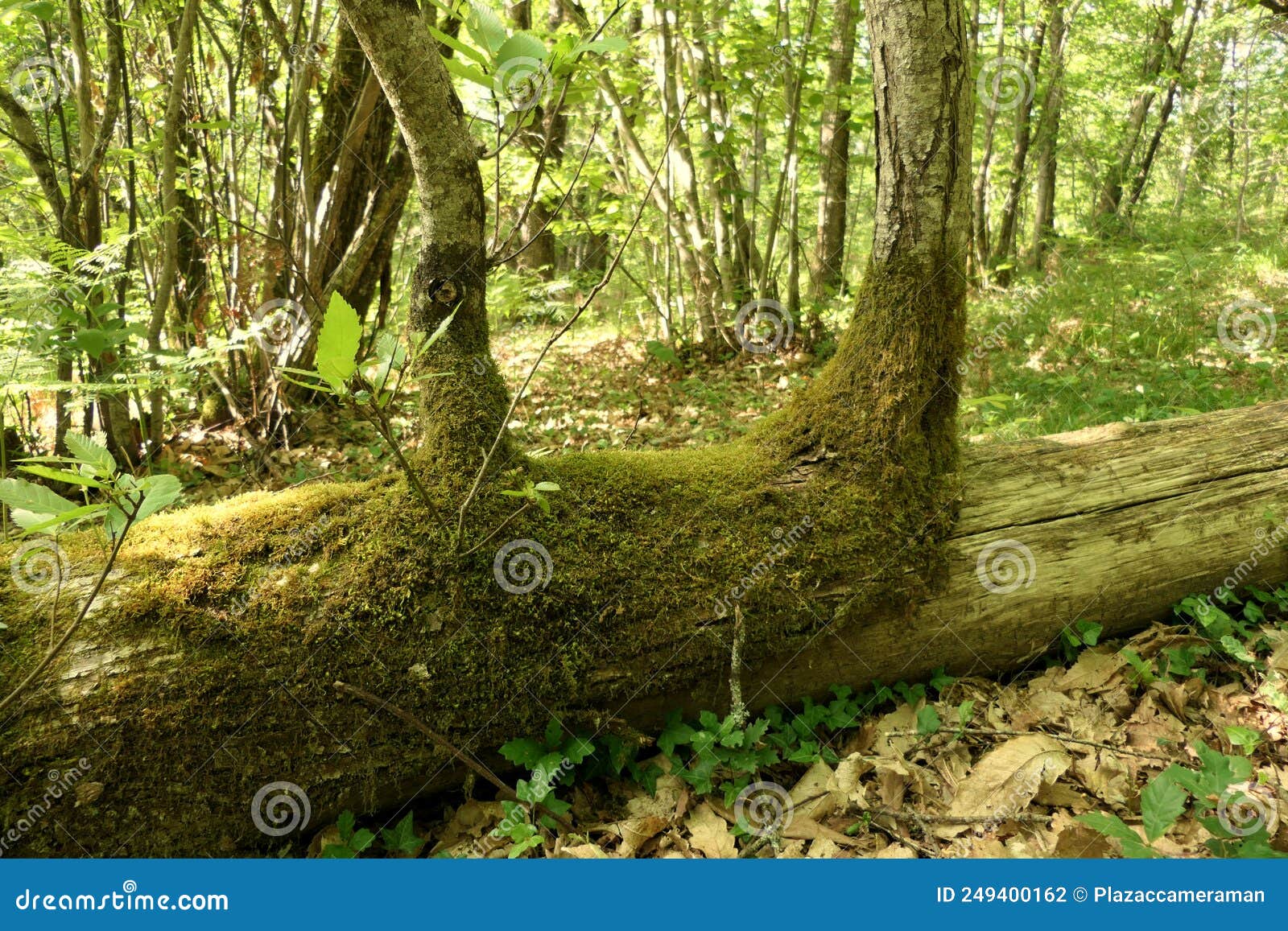 New Life stock photo. Image of green, fallen, obstruction - 249400162