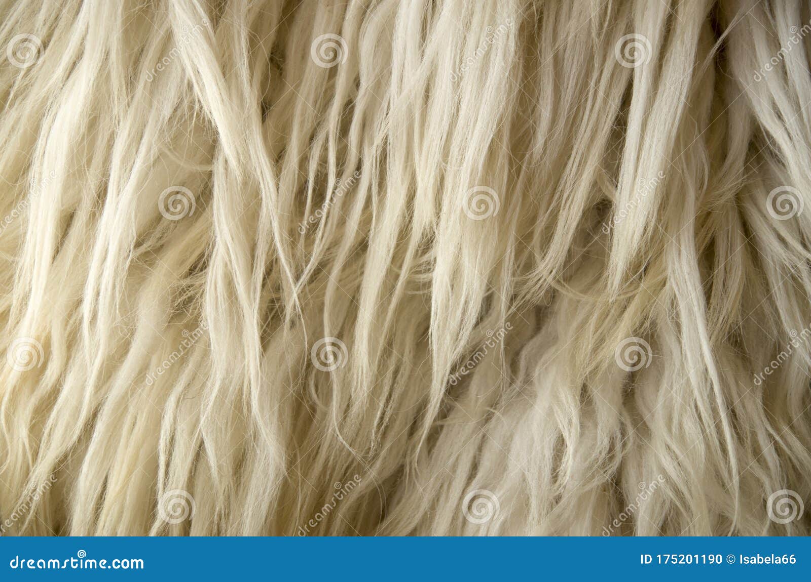 New Light Ecru Wool Closeup Stock Photo - Image of ecru, animal: 175201190