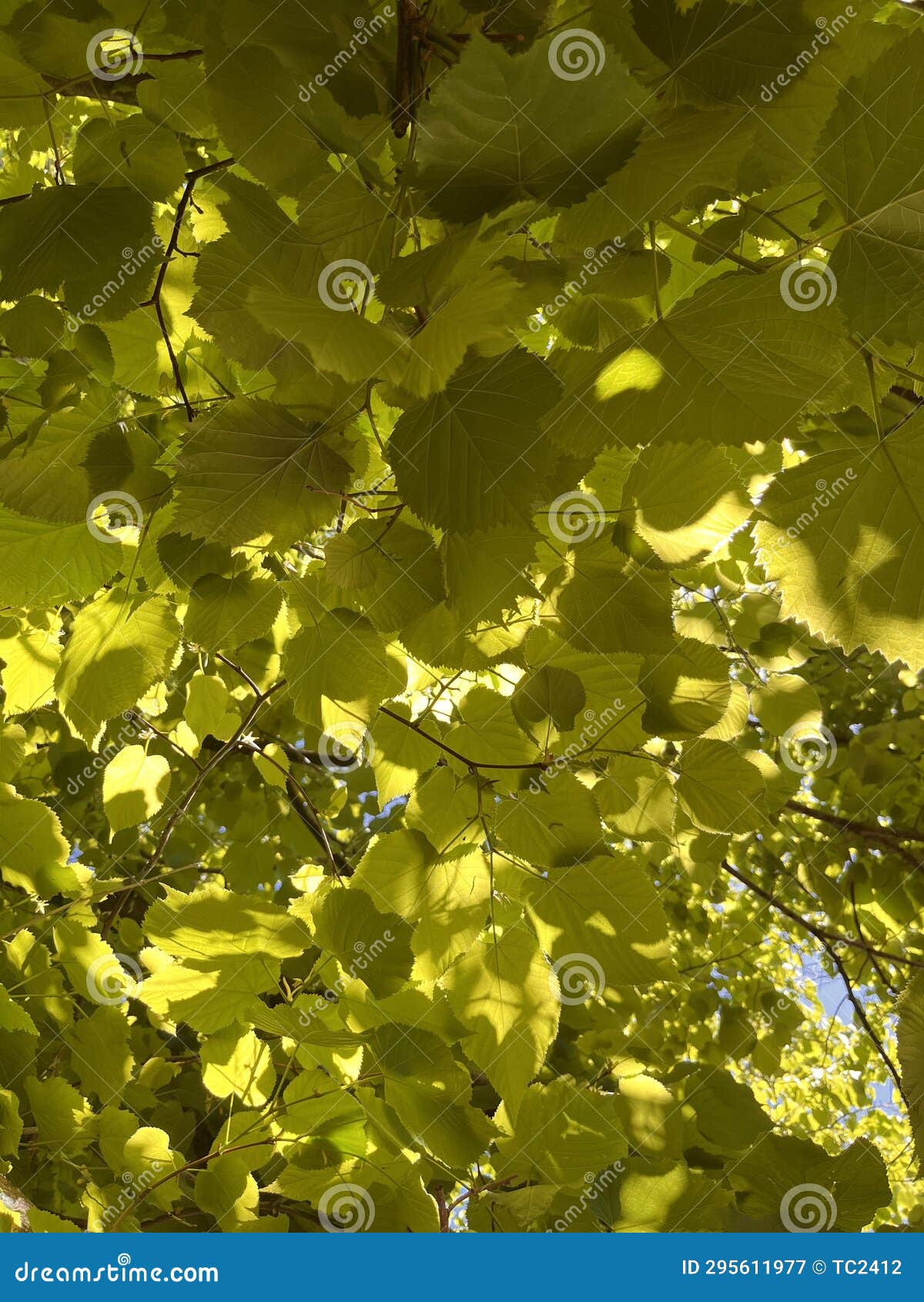 New Lime Tree Leaves in Spring Stock Image - Image of june, leaf: 295611977