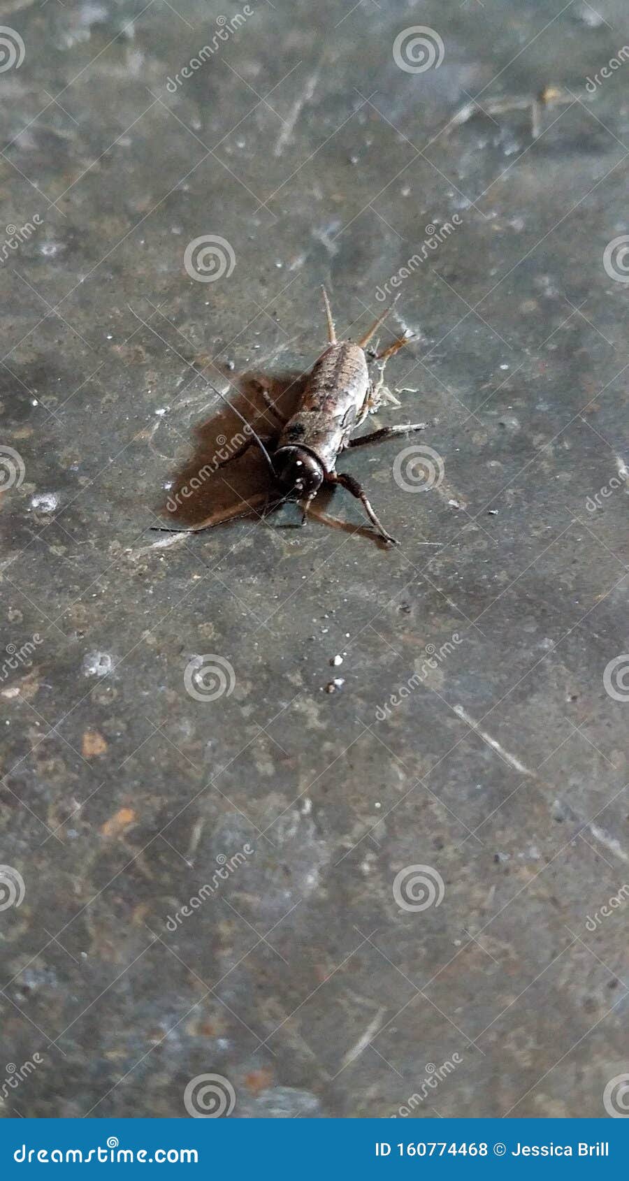 New little cricket stock photo. Image of wildlife, insect - 160774468