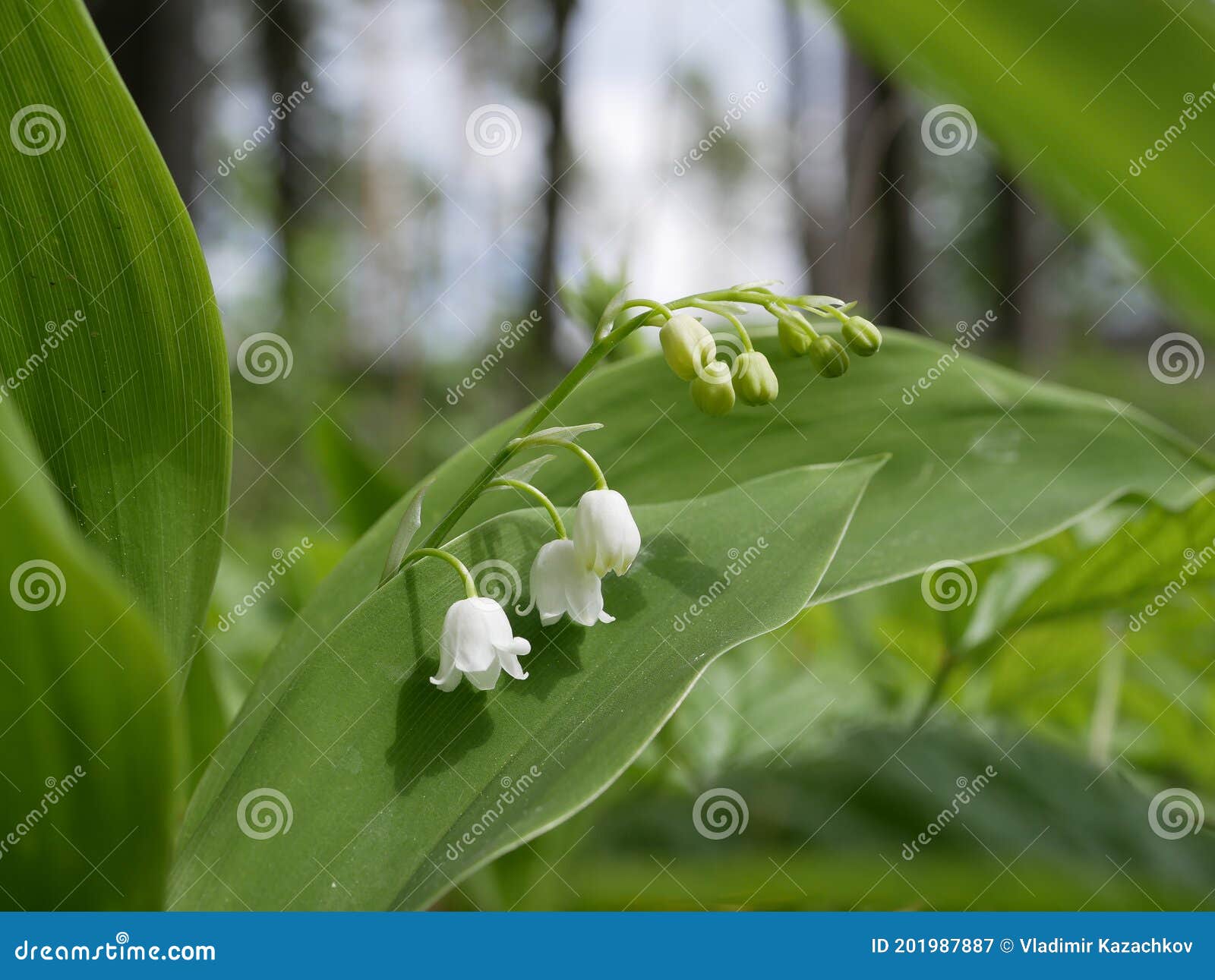 New Little White Flowers of the Lysha in the Spring Forest on a Sunny ...