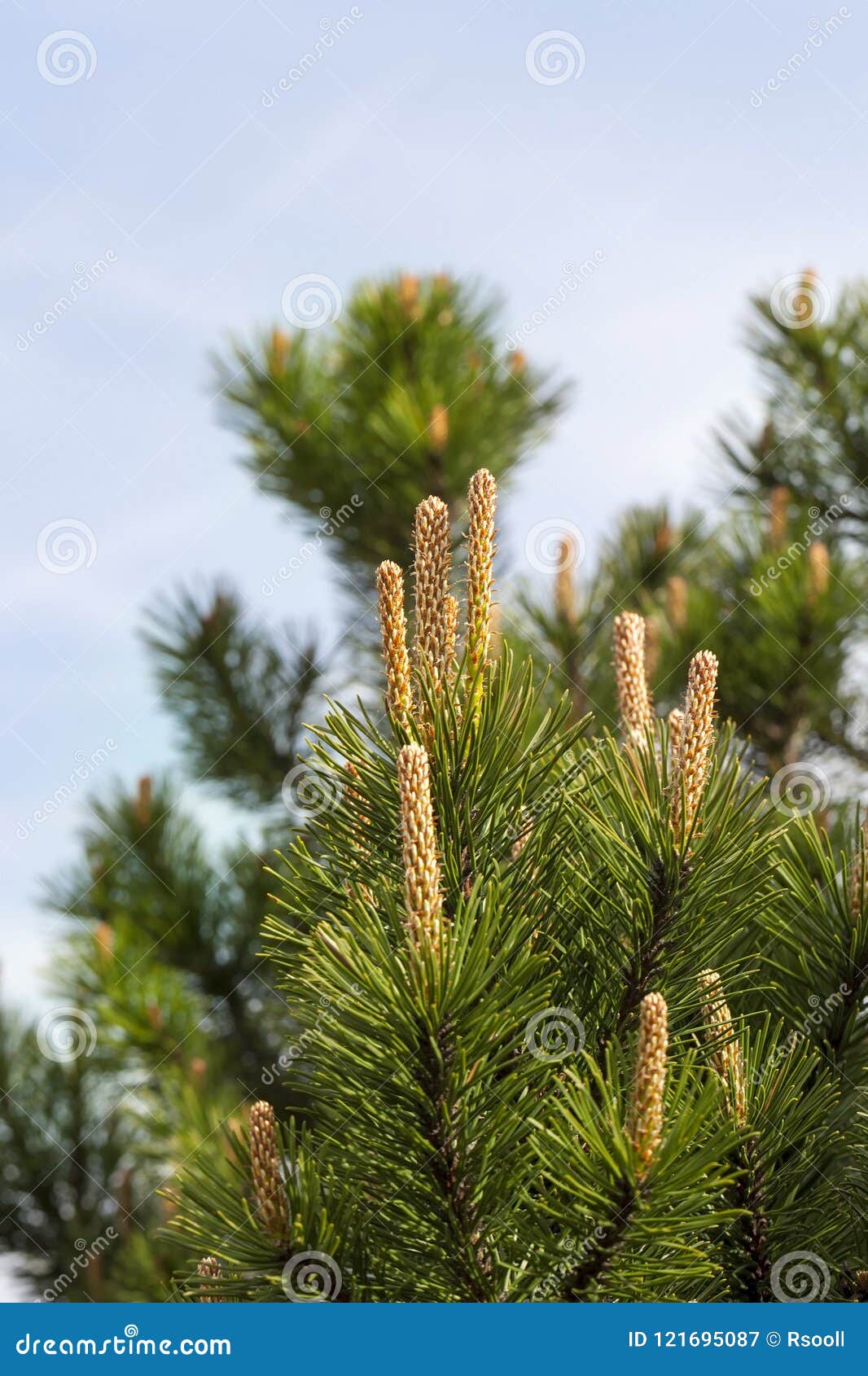 Pine in spring stock image. Image of outdoor, beautiful - 121695087