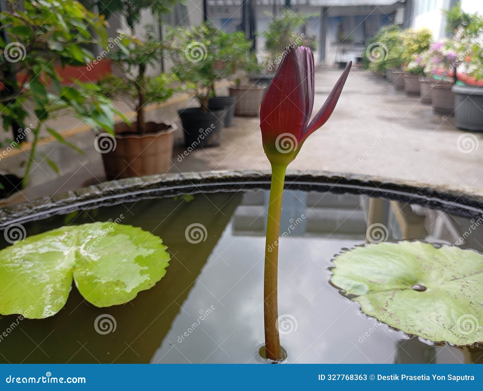 New Lotus Flowers Growing in the Pot Stock Image - Image of lotus ...