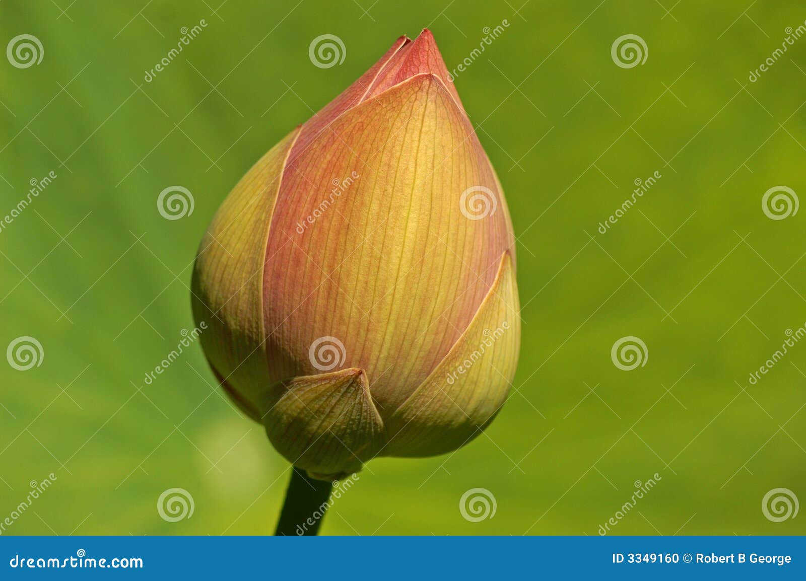 New Lotus shoot stock photo. Image of grow, summer, detail - 3349160