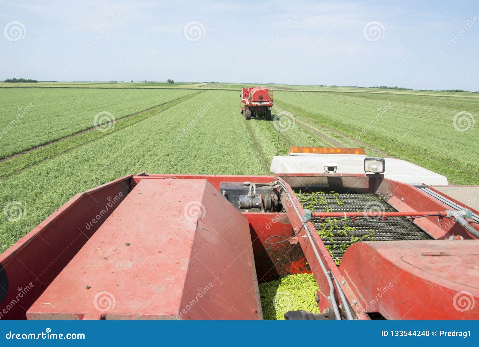 Machine Harvesting Pea Beans Harvested in the Field Stock Photo - Image ...