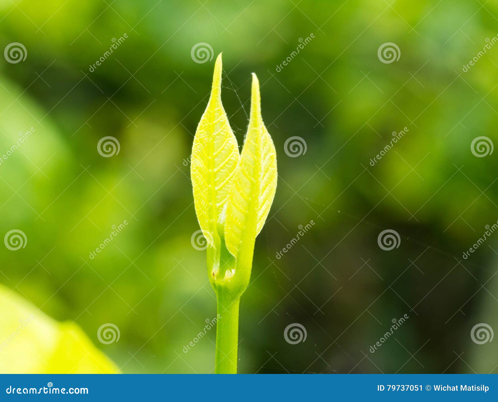 New Magnolia Coco Leaves Blooming Stock Image - Image of color, floral ...
