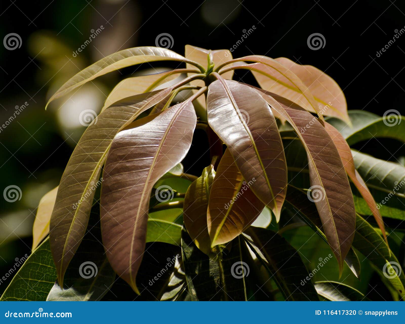 New mango leaves stock photo. Image of growth, growing - 116417320