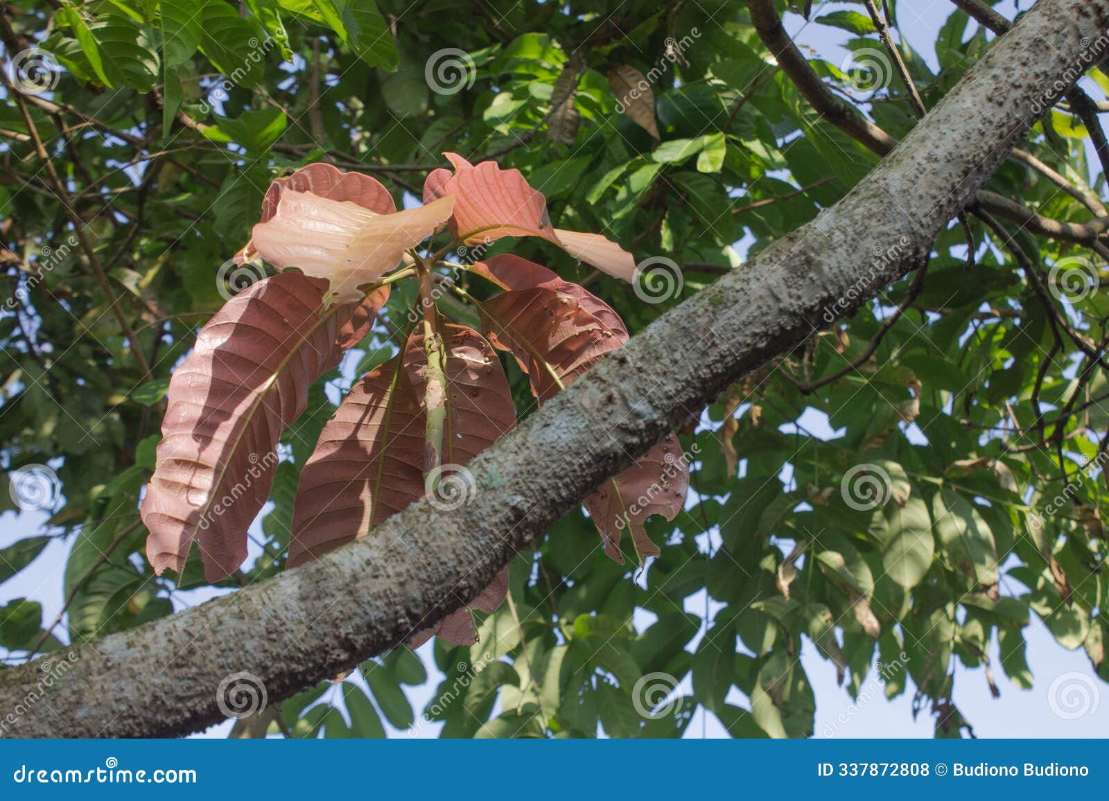 New Mango Tree Branches Grow Stock Photo - Image of fruit, nature ...