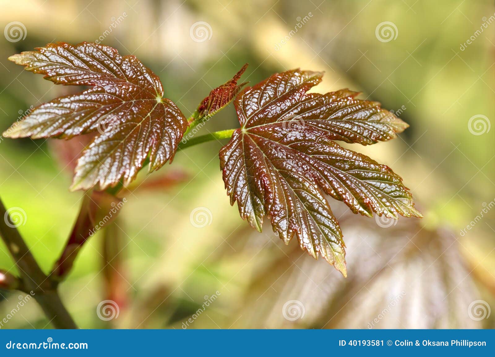 New maple leaves stock image. Image of light, forest - 40193581