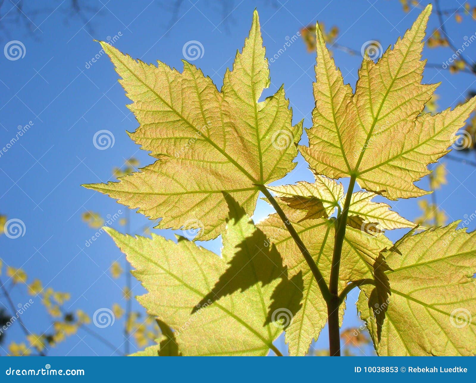 New Maple Leaves in the Sun Stock Image - Image of yellow, vein: 10038853