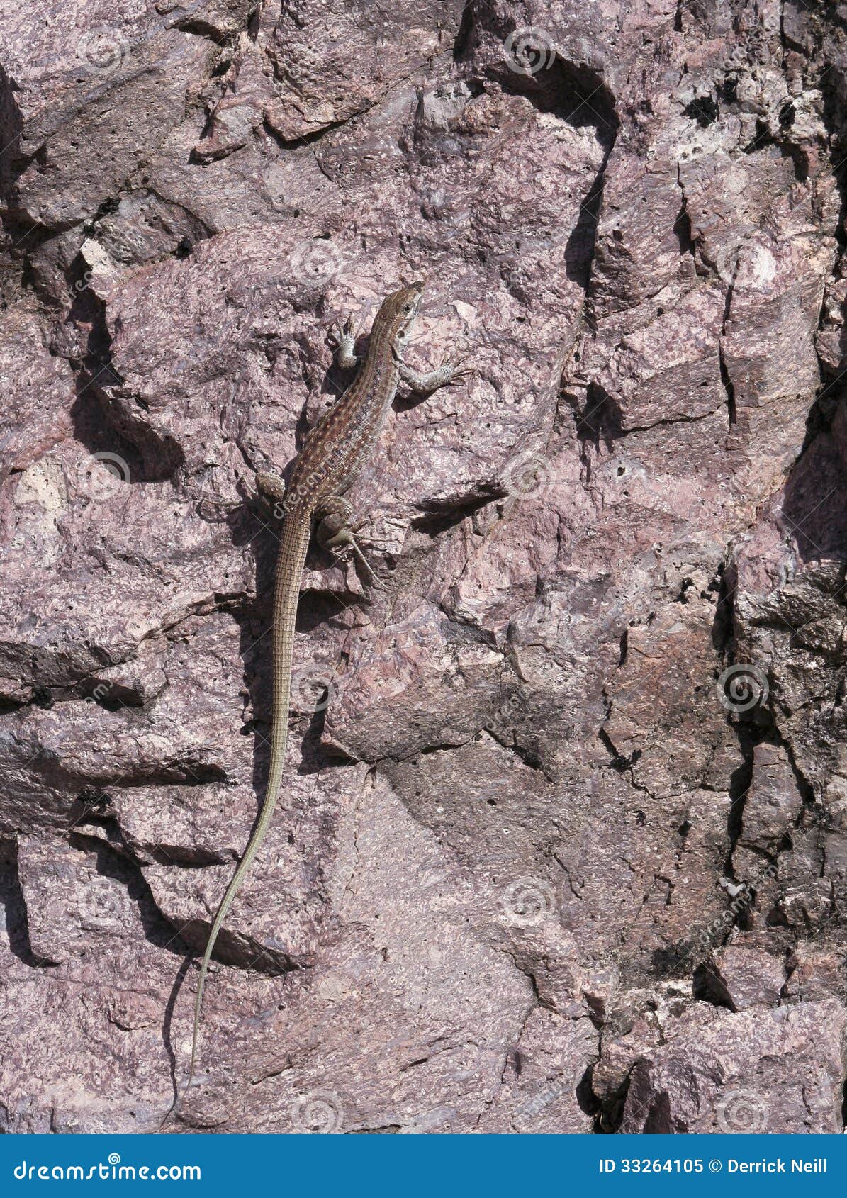 A New Mexican Whiptail Lizard on a Rock Stock Image - Image of ...