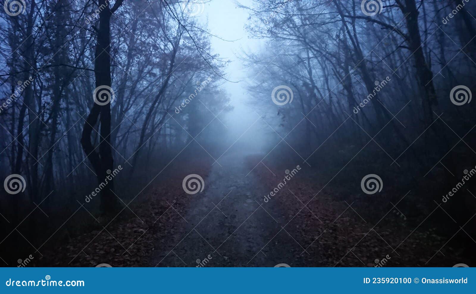 New. Misty Spooky Forest. Mist Stock Photo - Image of trees, mist ...