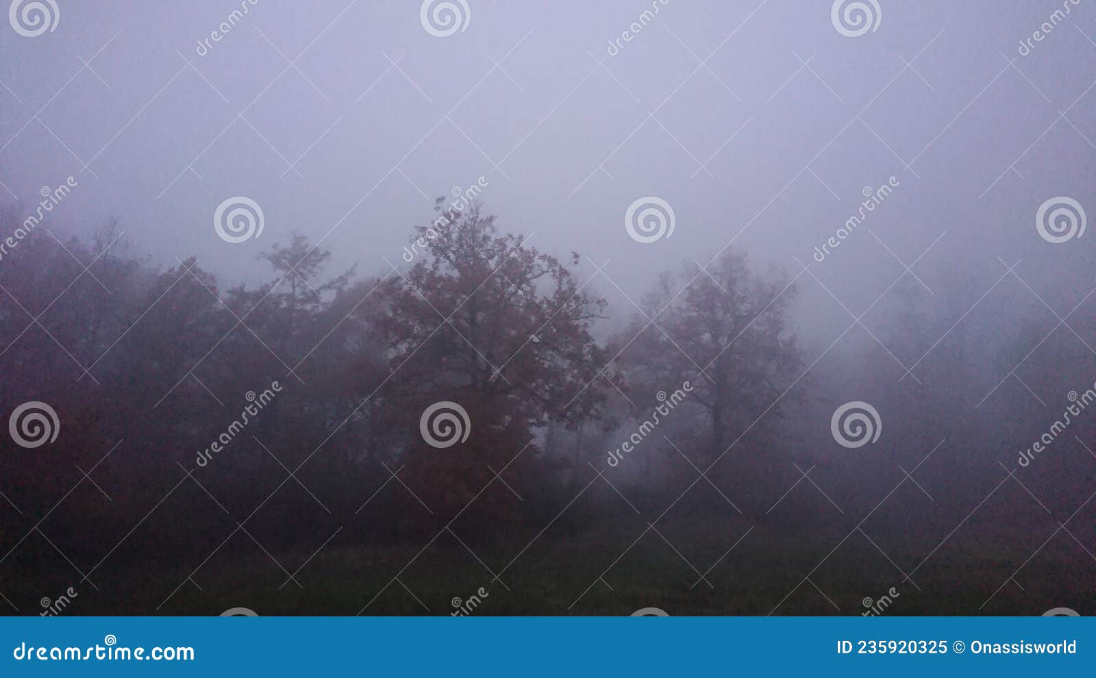 New. Misty Spooky Forest. Mist Stock Image - Image of trees, misty ...