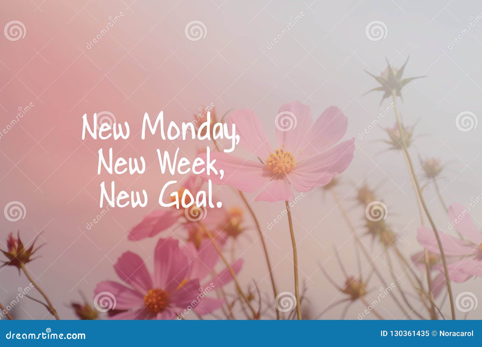 New Monday, New Week, New Goal Stock Image - Image of flower, blossom ...