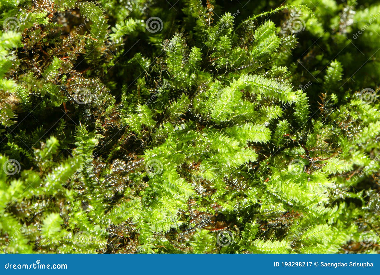 Moss Trees that Grow in Confined Spaces Stock Image - Image of ...