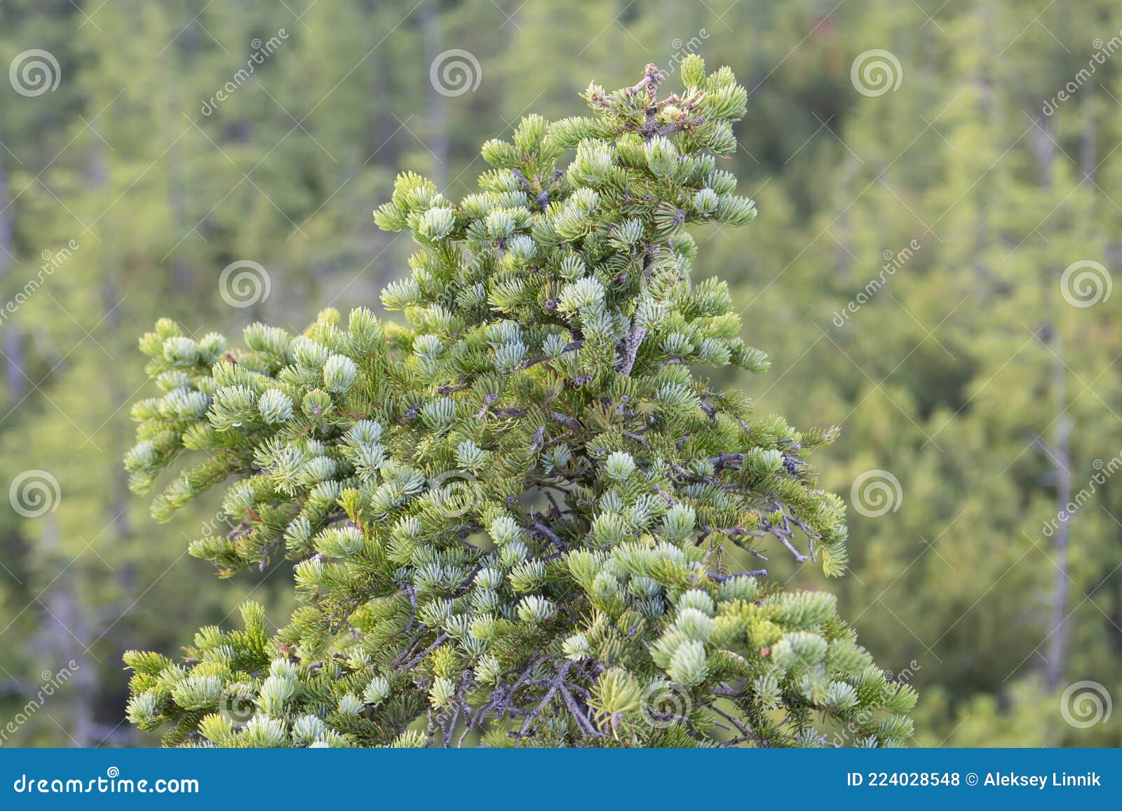 New Needles of Taiga Spruce Stock Photo - Image of cassiopeia, trunk ...