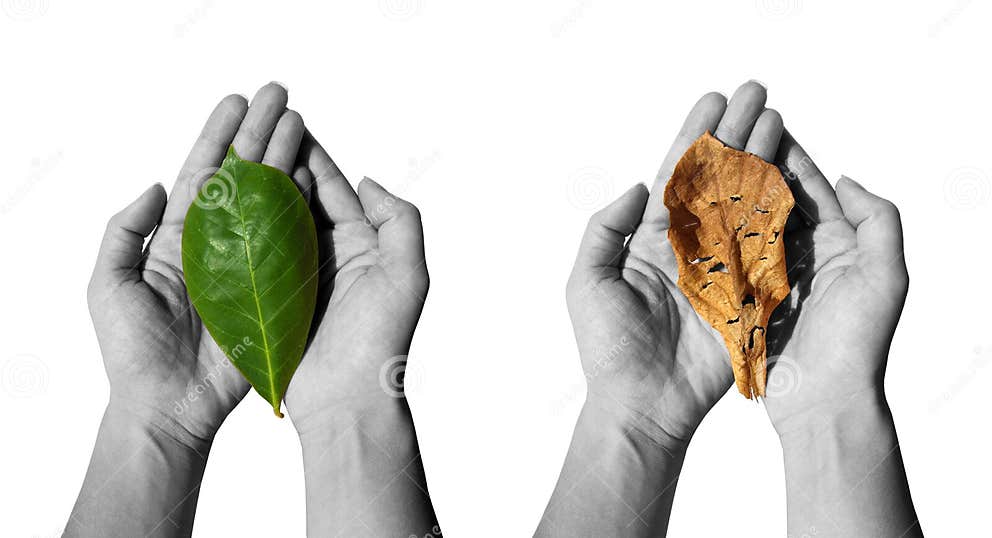 New and Old Leaves stock photo. Image of leaves, flower - 6791450