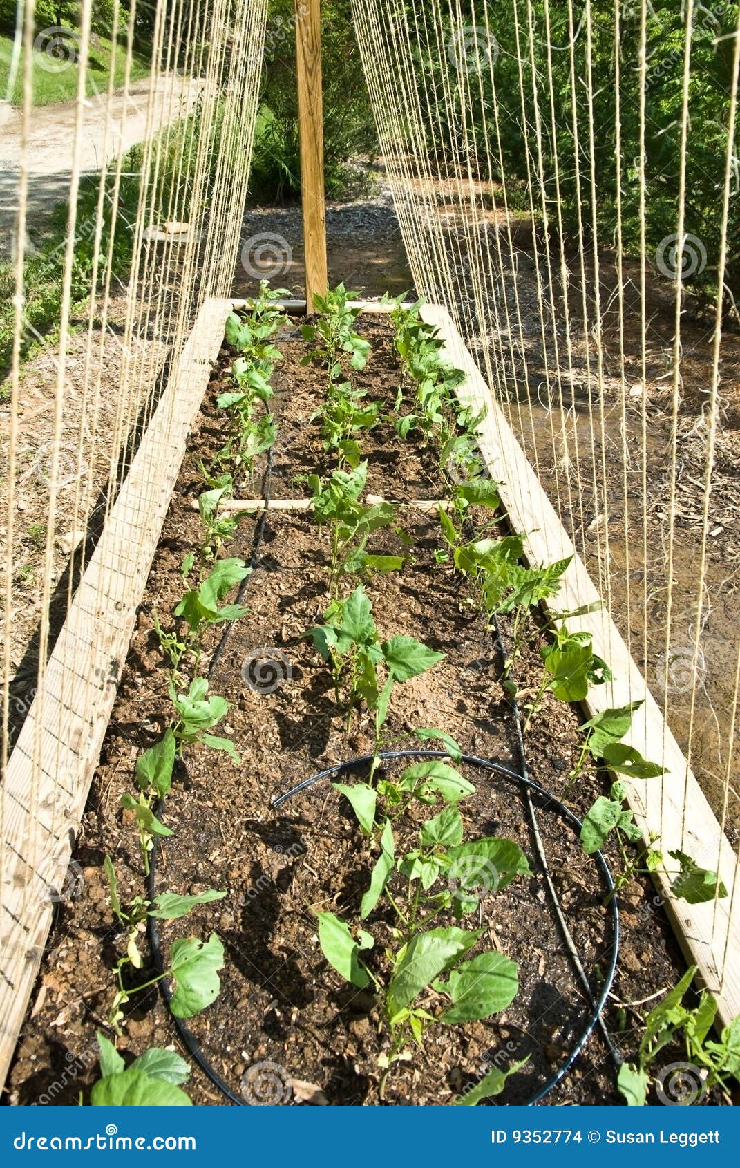 Vegetable Plot, Plants In Lines, Fine Tilth. Royalty-Free Stock Photo ...