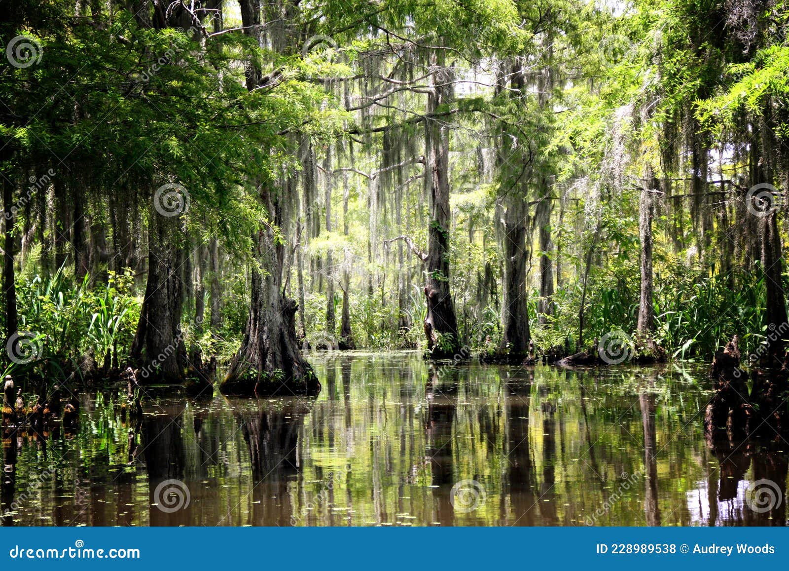 Peaceful New Orleans Louisiana Swamp Stock Photo - Image of water ...