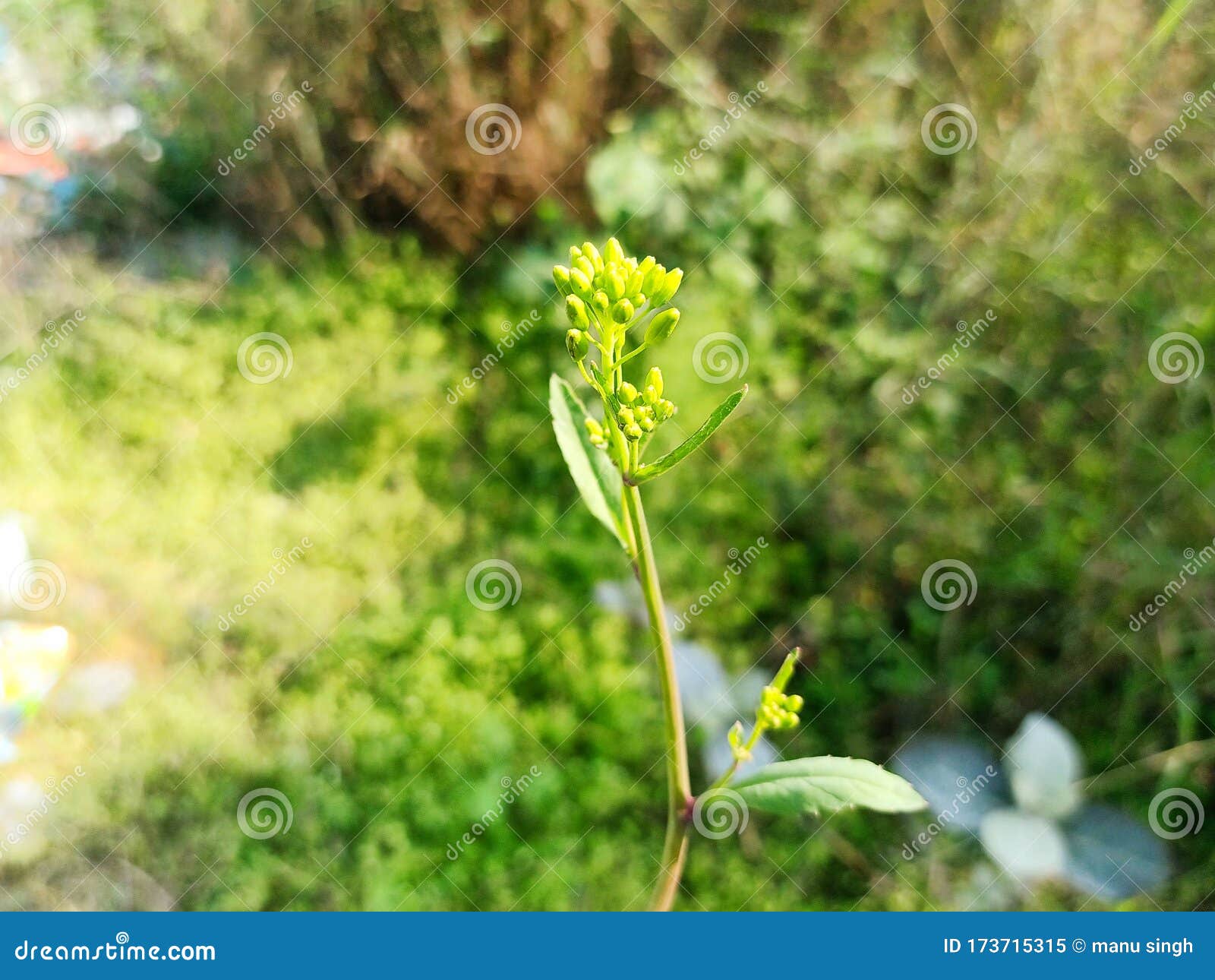 A New Outgrowth in the Field Stock Image - Image of outgrowth, nature ...