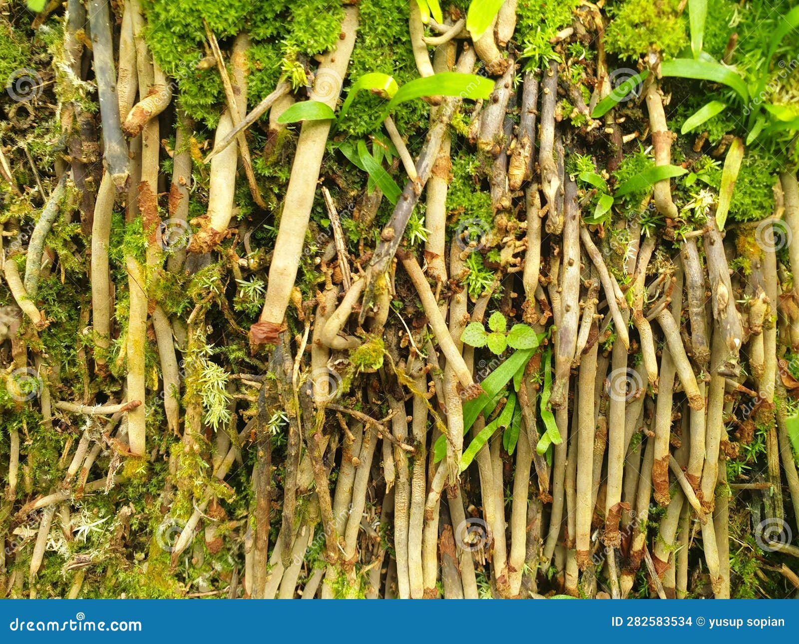 Palm root stock photo. Image of coming, roots, root - 282583534