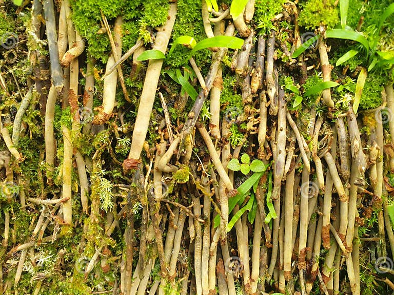 Palm root stock photo. Image of coming, roots, root - 282583534