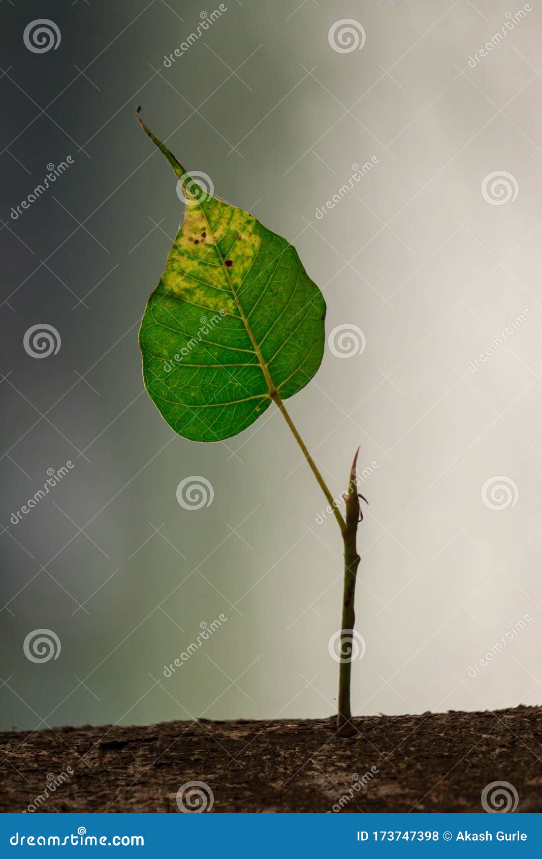 New Peepal Tree Growing on Old Stem Stock Photo - Image of plant ...