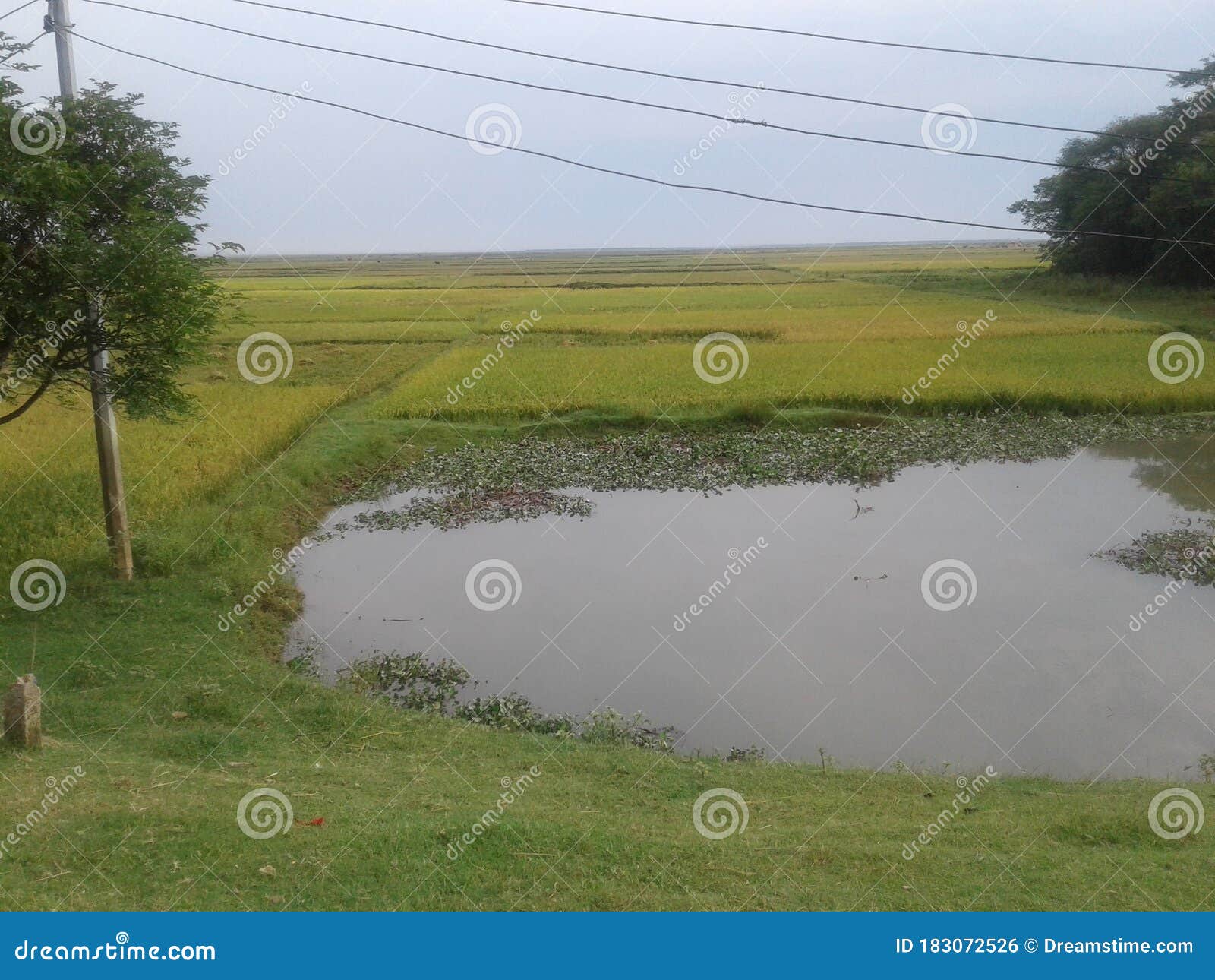 New photo with akhaura stock photo. Image of grassland - 183072526