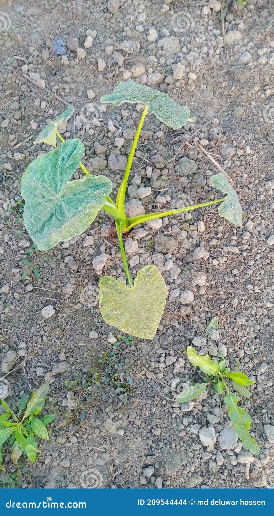 New Picture of Creeper Seedlings Stock Photo - Image of seedling ...