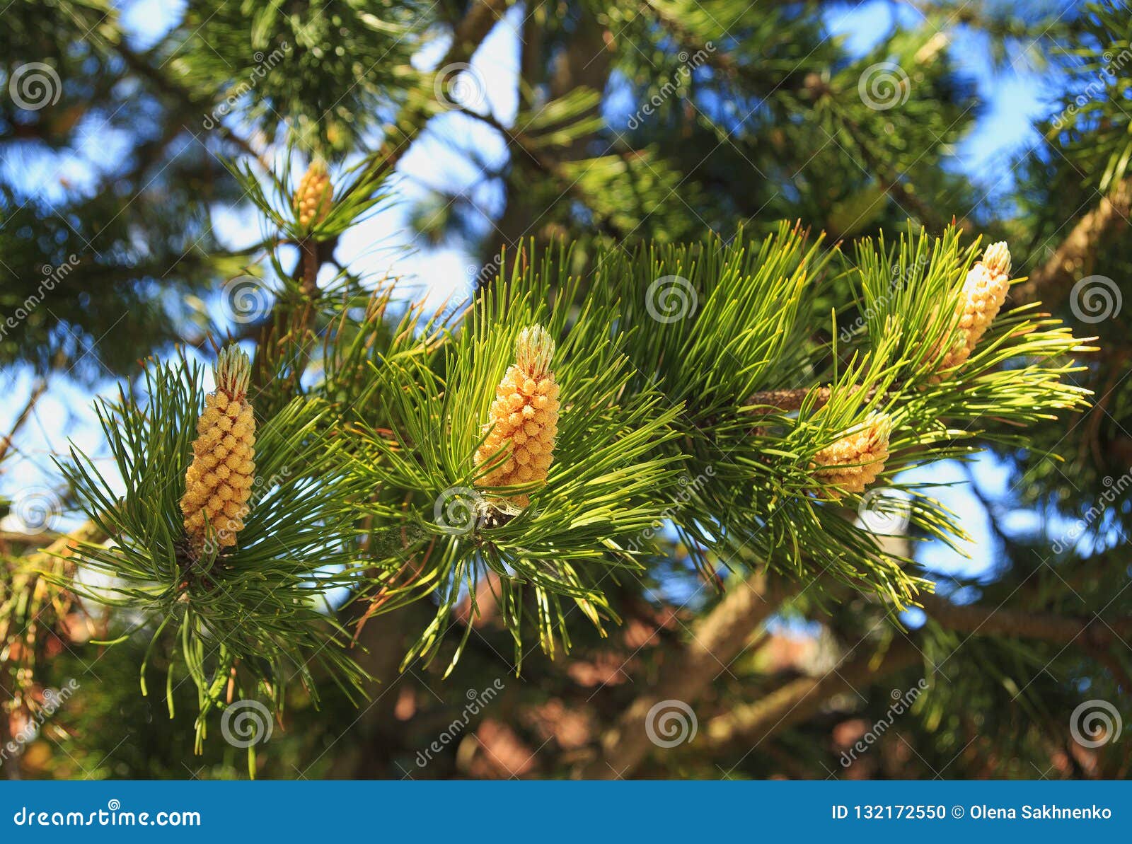 New Pine Cone Sprout on Branch of Eastern Stock Photo - Image of ...