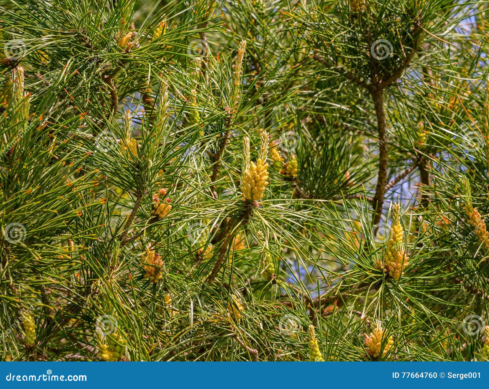 New pine cone sprout stock photo. Image of beautiful - 77664760